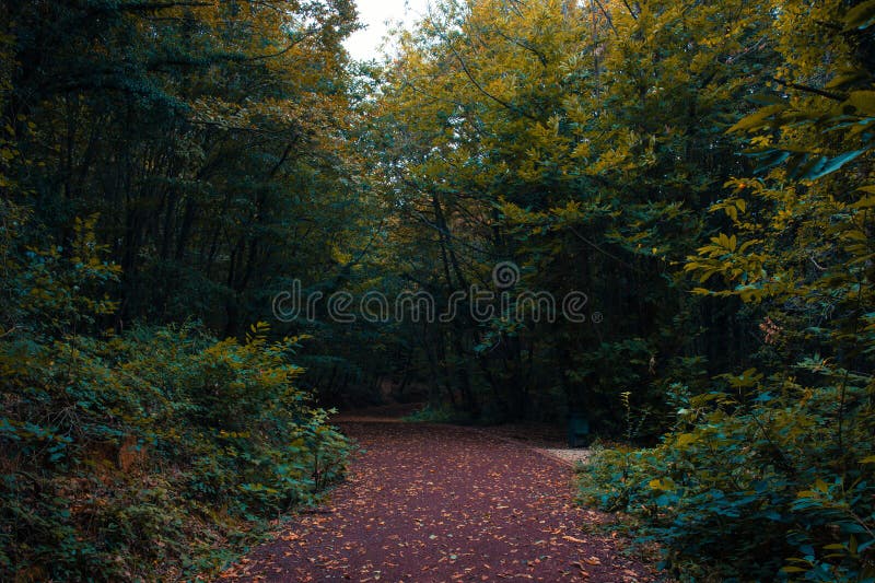 Path in the Forest in the Autumn. Moody Forest View Stock Photo - Image ...