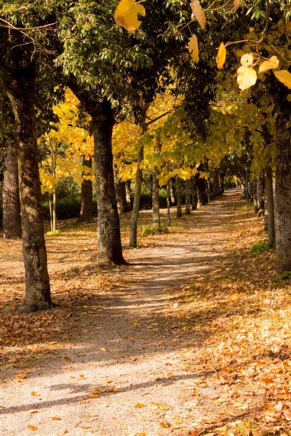 Path in a forest in autumn stock image. Image of road - 46682979