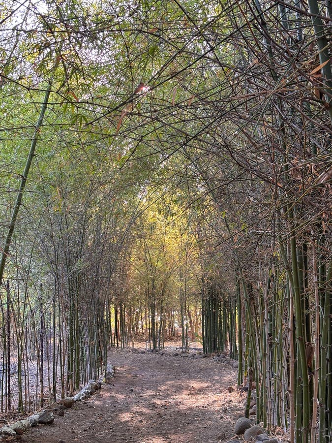 A Path through a Forest of Bamboo Trees Stock Image - Image of creating ...
