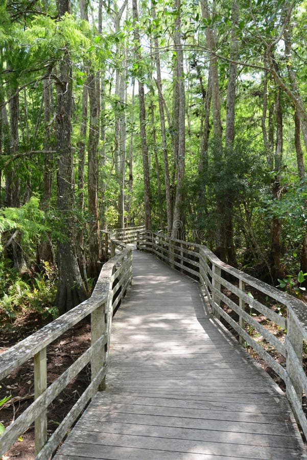 Path through Forest with Beautiful Forest Scenery Stock Image - Image ...