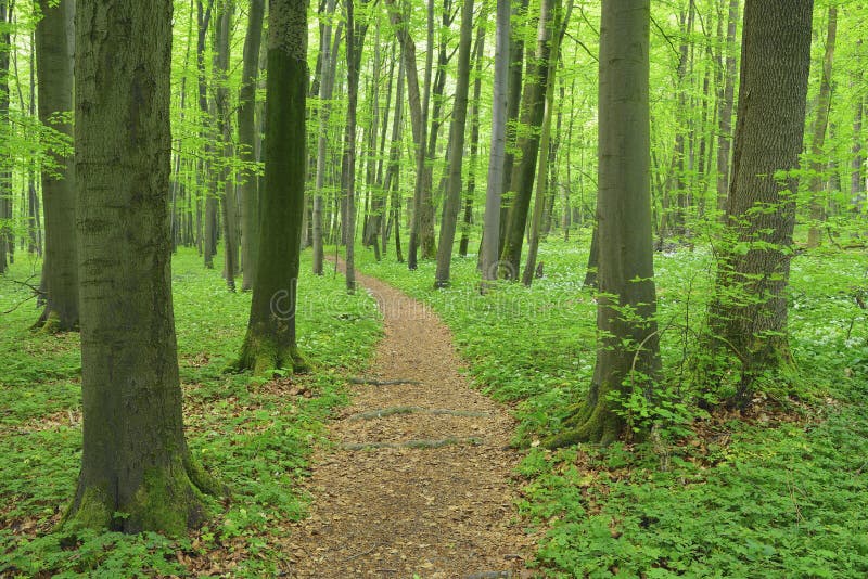 Path through forest stock image. Image of wilderness - 47315743