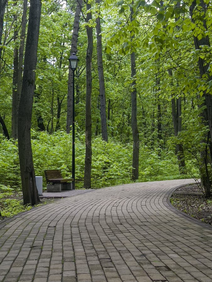 A Path through a Forest with a Bench and a Lamp Post Stock Photo ...
