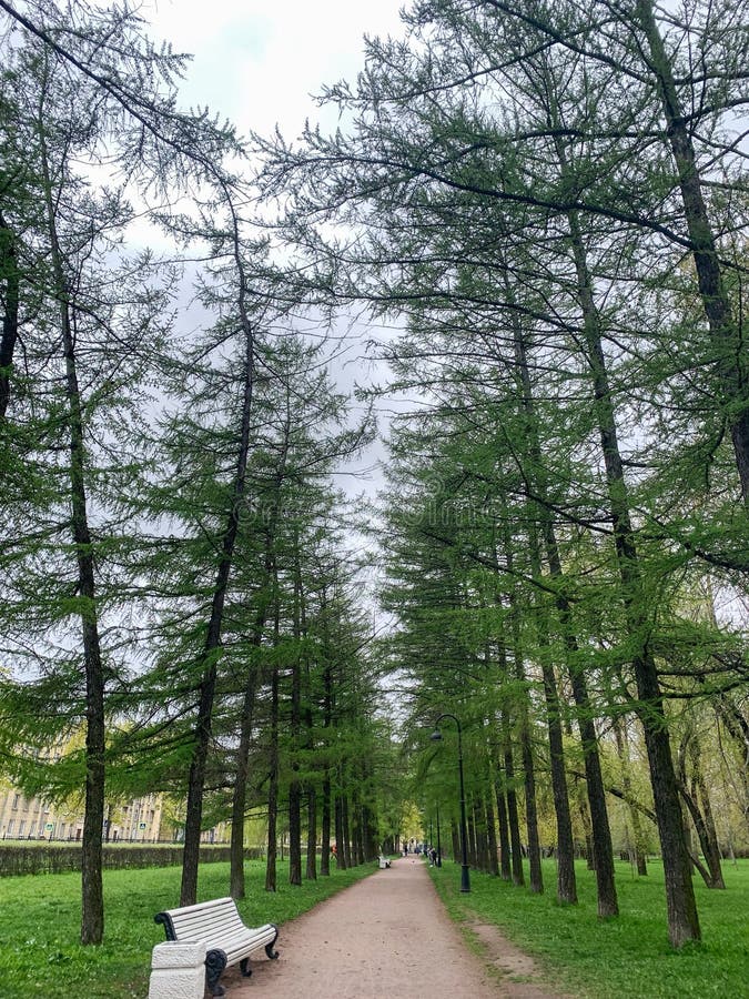 Path through a Forest with a Bench on the Side Stock Image - Image of ...