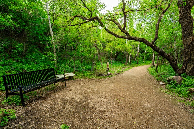 A Path in a Forest with a Bench and a Tree Stock Photo - Image of ...