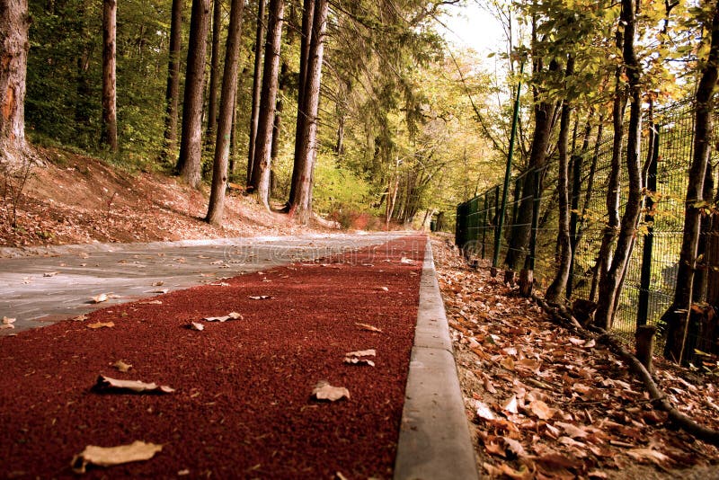 Path in the Forest with Bike Stripe Stock Photo - Image of mountain ...