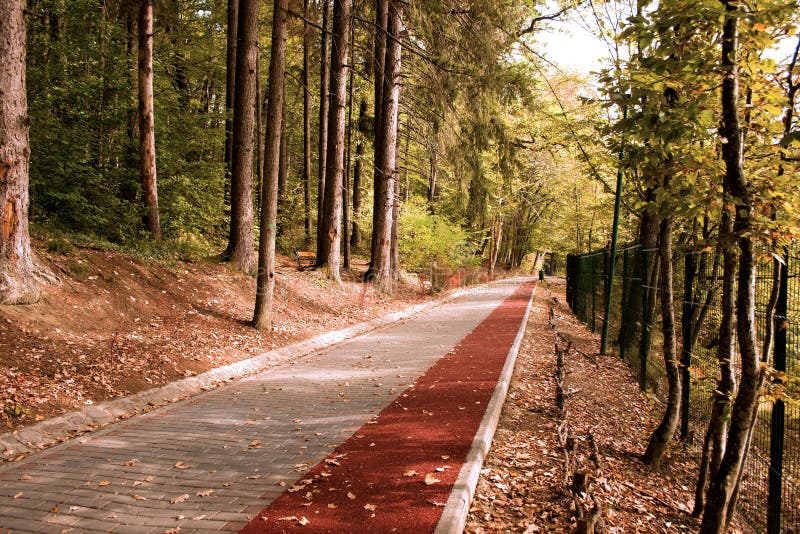 Path in the Forest with Bike Stripe Stock Image - Image of plants ...