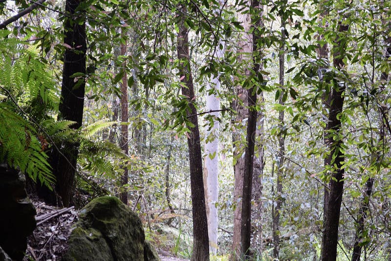 A Path through the Forest in the Blue Mountains of Australia Stock ...