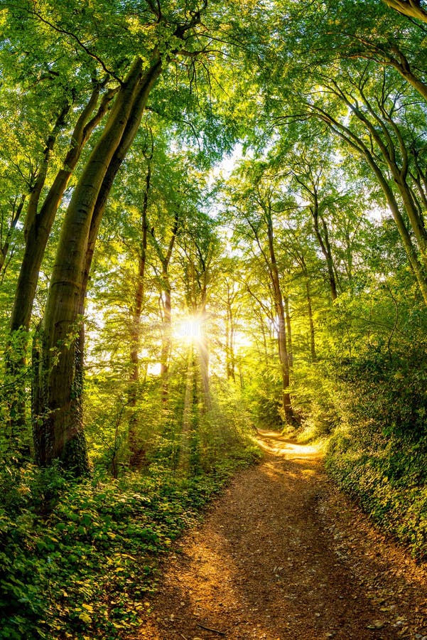 Path through the Forest Lit by Golden Sun Rays Stock Photo - Image of ...
