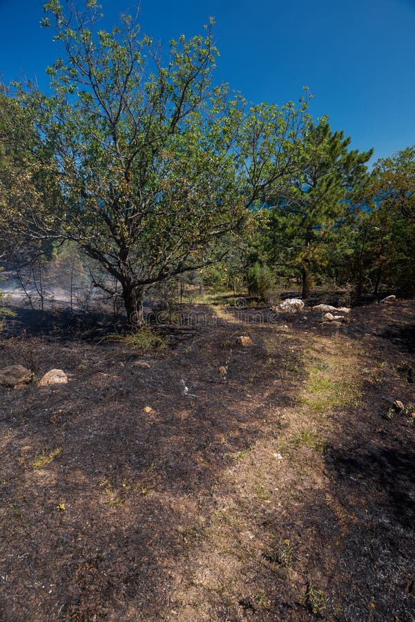 Path through the Forest after Bushfire Stock Photo - Image of frame ...