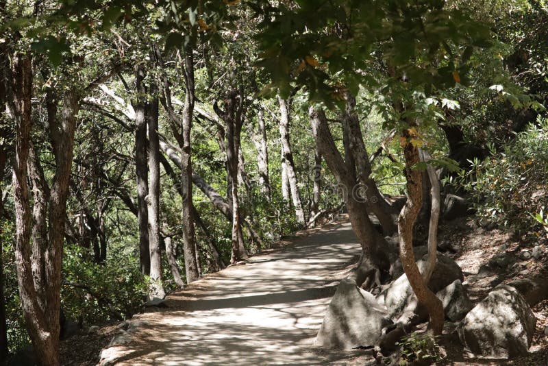 Path through the Forest on a Calm Sunny Day Stock Image - Image of calm ...