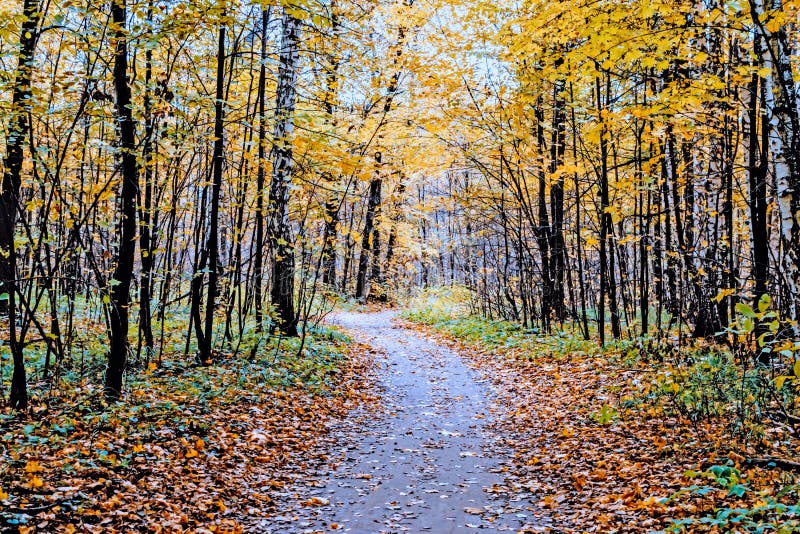 Path in a Forest with Colorful Autumn Leaves Stock Image - Image of ...