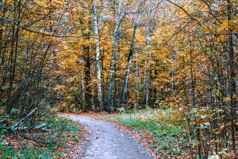 Path in a Forest with Colorful Autumn Leaves Stock Image - Image of ...