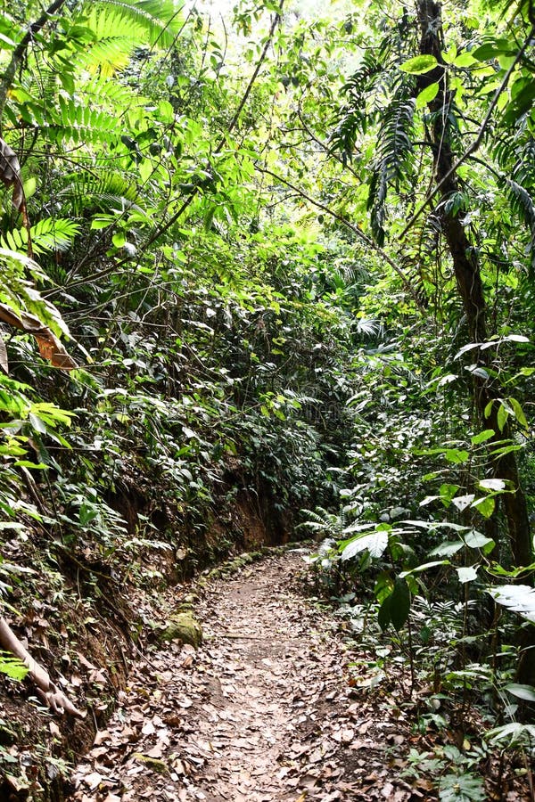 Path in the Forest, in Costa Rica Central America Stock Photo - Image ...