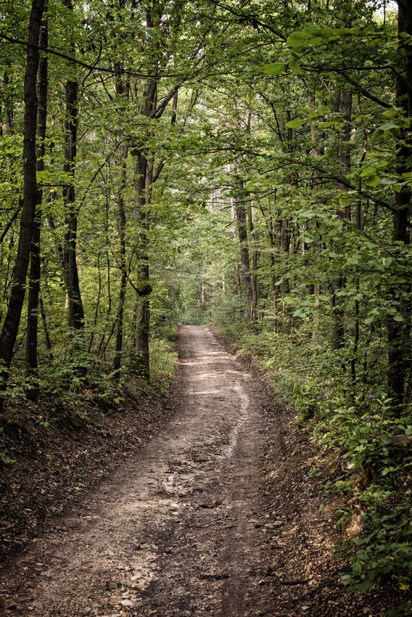 Path with Trees with Green Spring Leaves Stock Photo - Image of spring ...