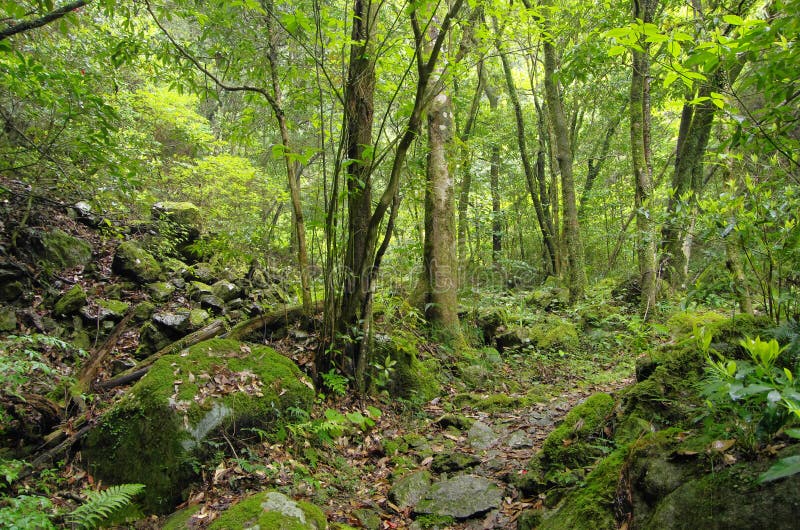 Path in a Forest Covered with Moss Stock Image - Image of hiking, tree ...