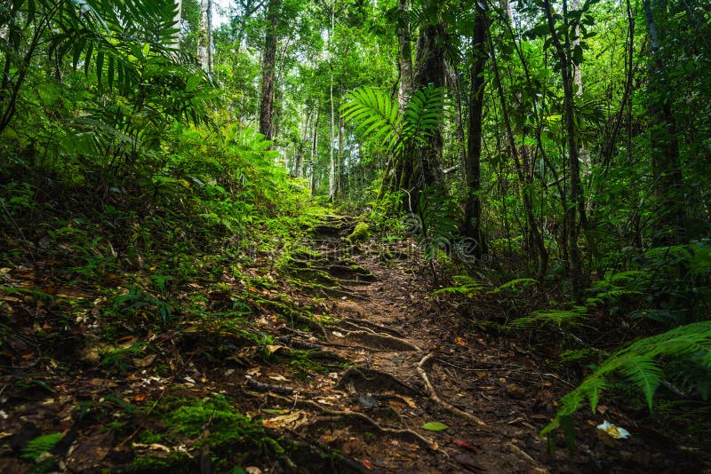 Forest Path in a Green Rainforest Stock Image - Image of nature ...