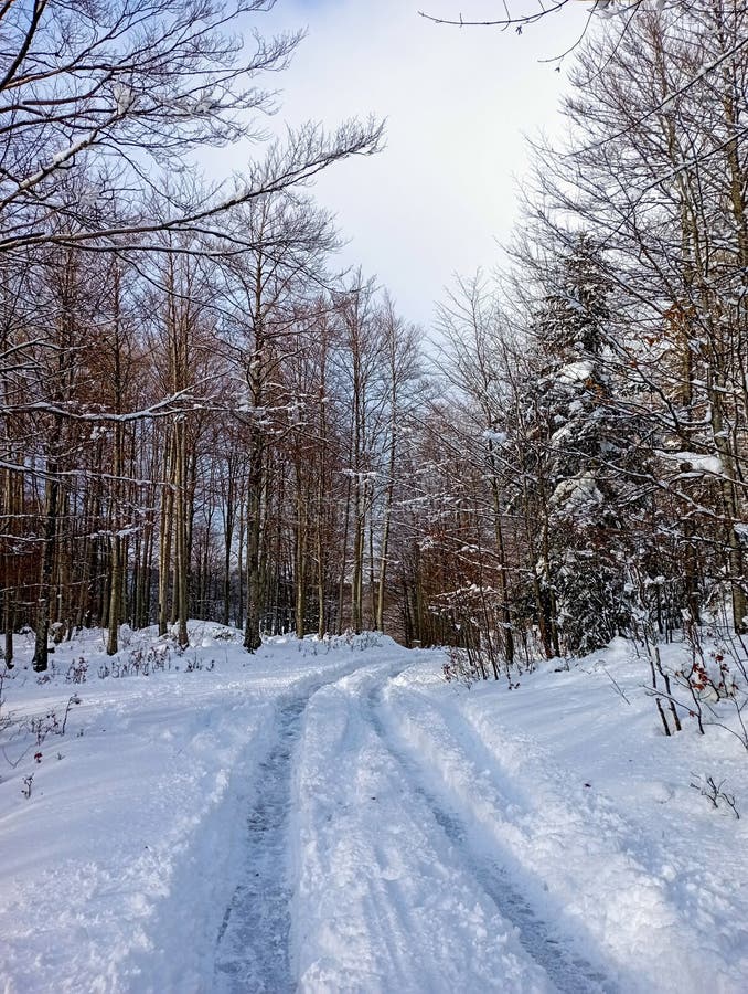 Path in the Forest Covered with Snow with Car Trek Marks Stock Photo ...