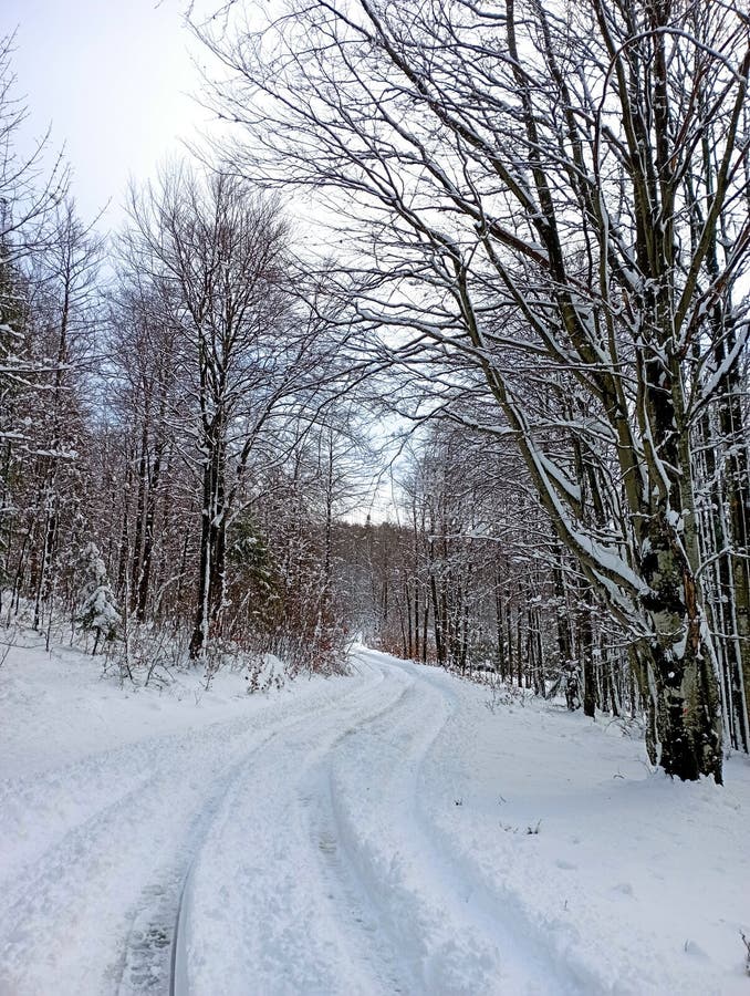 Path in the Forest Covered with Snow with Car Trek Marks Stock Photo ...