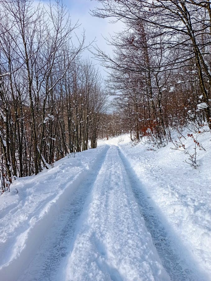 Path in the Forest Covered with Snow with Car Trek Marks Stock Photo ...