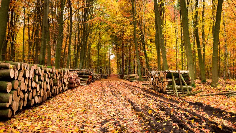 Path in the Forest between Cut Trees in Poland Stock Image - Image of ...