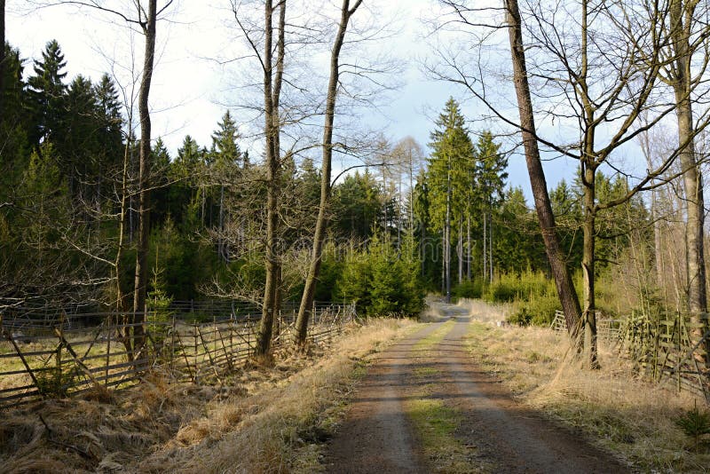Path in Forest, Czech Republic, Europe Stock Image - Image of tranquil ...