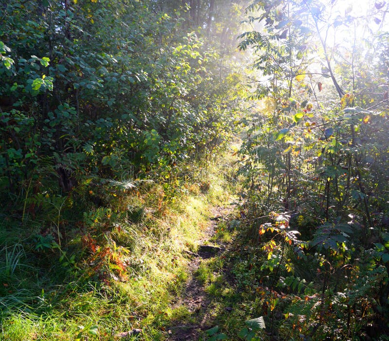 Path in the Forest at Dawn, Stock Photo - Image of outdoor, early: 90395486