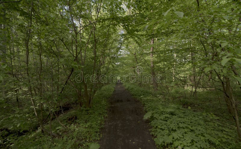 A Path in the Forest among Dense Trees Running Along the Causeway ...