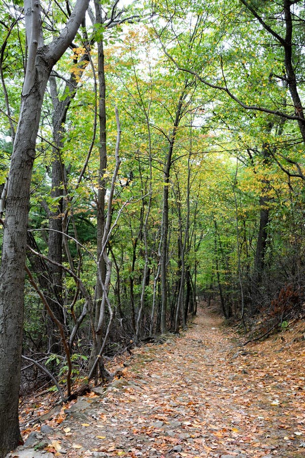 Path into the Forest stock photo. Image of autumn, adventure - 60123332