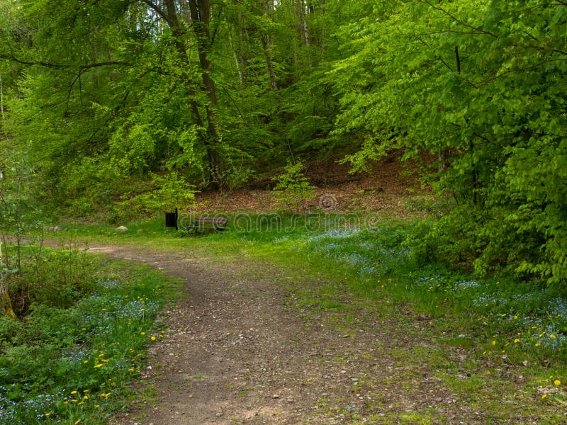 A Path in the Forest. Early Spring, Trees with Fresh Leaves on the ...
