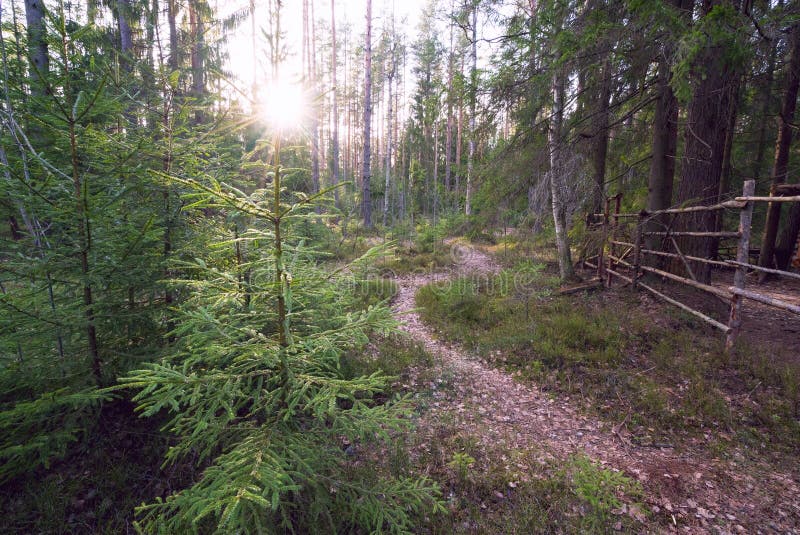 A Path in the Forest in Early Spring. Vsevolozhsk. Leningrad Region ...
