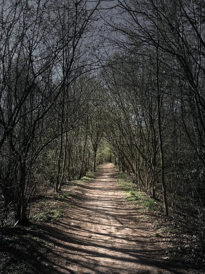 An Eerie Path on a Foggy Winters Day, Surrounded by Trees. with a Dark ...