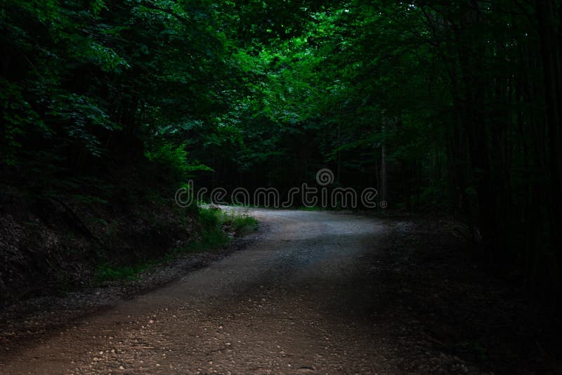 A path in the forest stock photo. Image of autumn, plant - 205678308