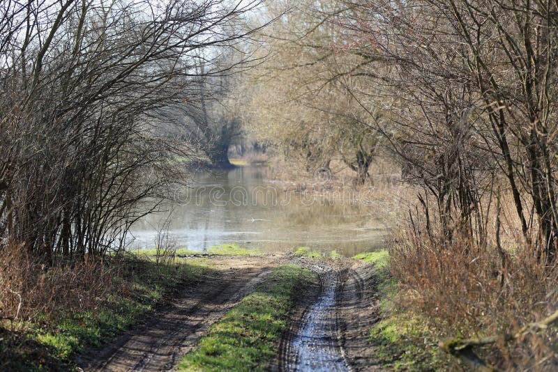 Path in the Forest Ending in High Water Stock Photo - Image of pine ...