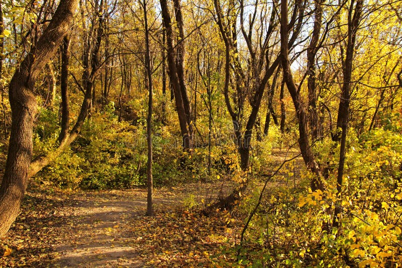 Path in forest during fall stock image. Image of ecology - 27357061