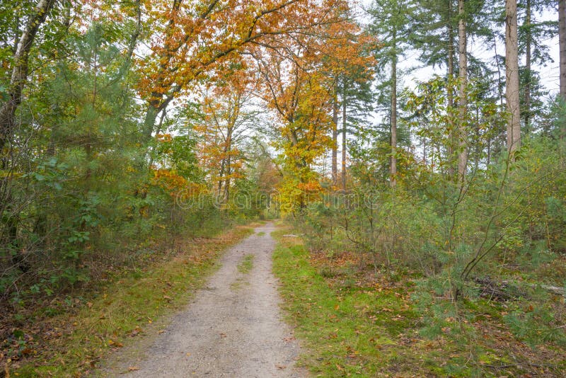 Path in a Forest in Fall Colors in Sunlight in Autumn Stock Photo ...