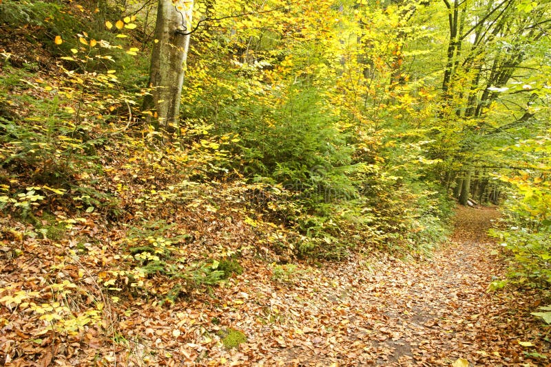 Path through forest stock photo. Image of tree, foliage - 78660950