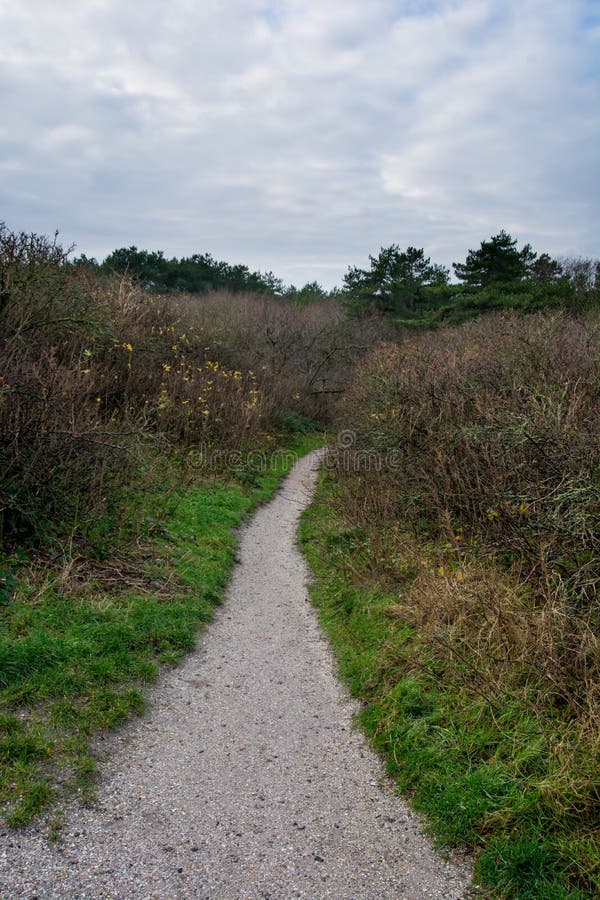 Path through Forest in the Fall Stock Image - Image of orange, lush ...