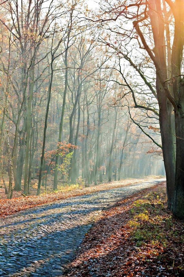 Path through a Forest in the Fall Stock Image - Image of park, curve ...