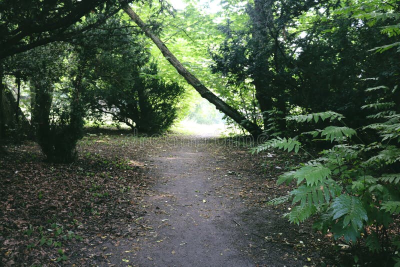 Path in the Forest with Fallen Tree Stock Photo - Image of park, fallen ...