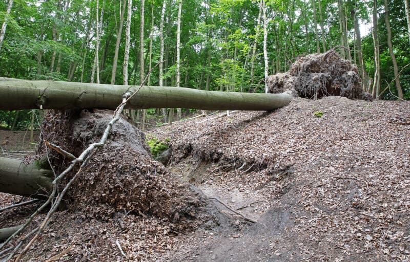 Forest with fallen trees stock image. Image of moss, trip - 15770153