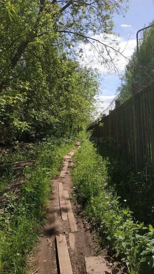 Path between the Forest and the Fence Stock Image - Image of plant ...