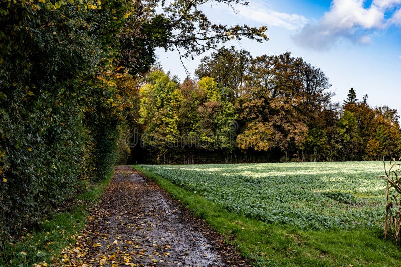 A Path through a Forest with a Field of Grass in the Background Stock ...