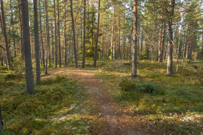 Pathway In The Finnish Forest. Finland Nature Background Stock Image ...