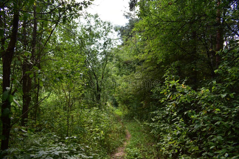 Path through the Forest. Flowers and Green Grass. Mixed Woodland Stock ...