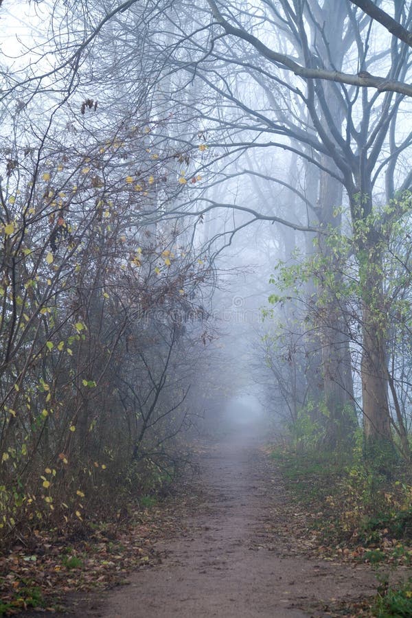 Path in forest with fog stock image. Image of weather - 28510515