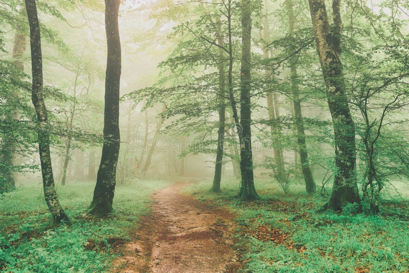 Path in Forest with Fog at Spring Stock Image - Image of foliage, foggy ...