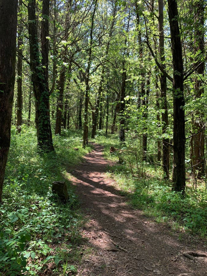 Path through the Forest, Foot Path in the Woodland Stock Image - Image ...