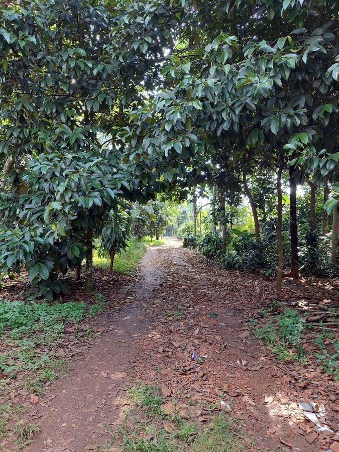 The Path in the Forest. Forrest Path Way Stock Photo - Image of forest ...