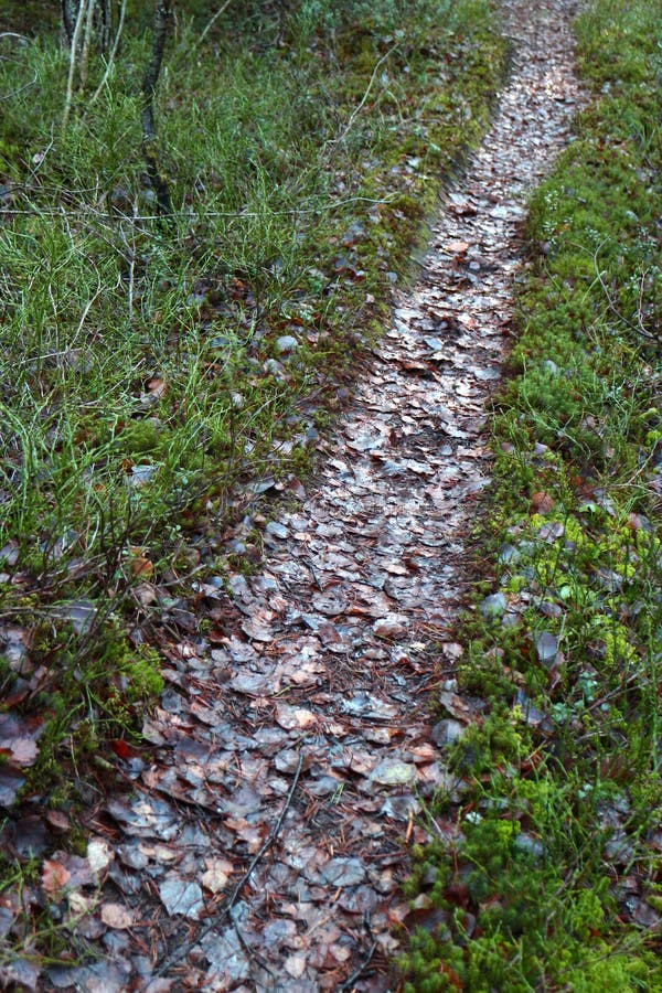 Path in the Forest Going into the Distance is Covered with Fallen ...