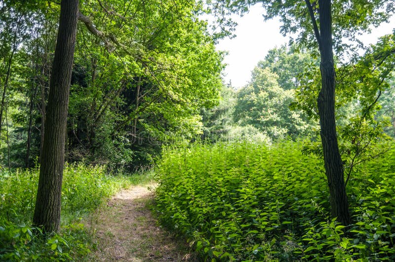 Path in forest stock image. Image of rural, journey, nature - 36827763